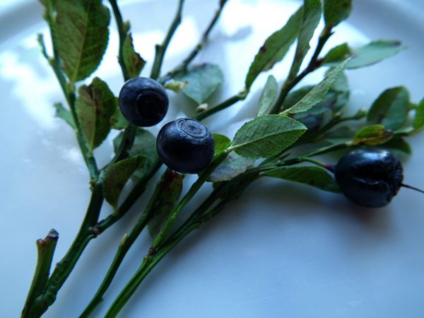 Bilberry Foraging (Vaccinium myrtillus)