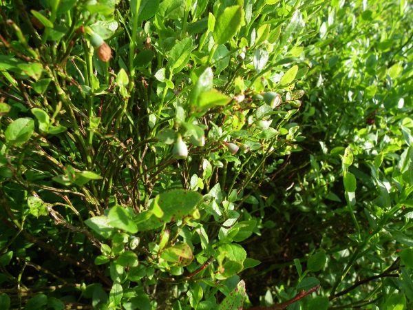 Bilberry Foraging (Vaccinium myrtillus)