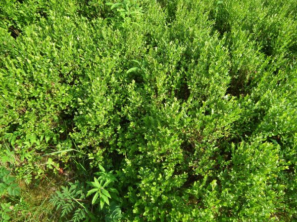 Bilberry Foraging (Vaccinium myrtillus)