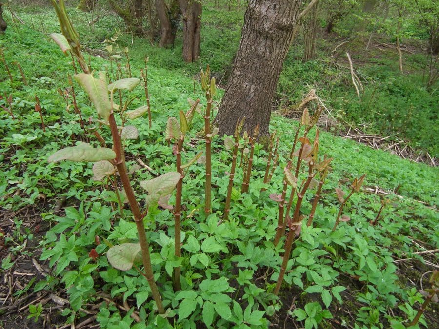 Ragwort (Senecio jacobaea) Identification Guide