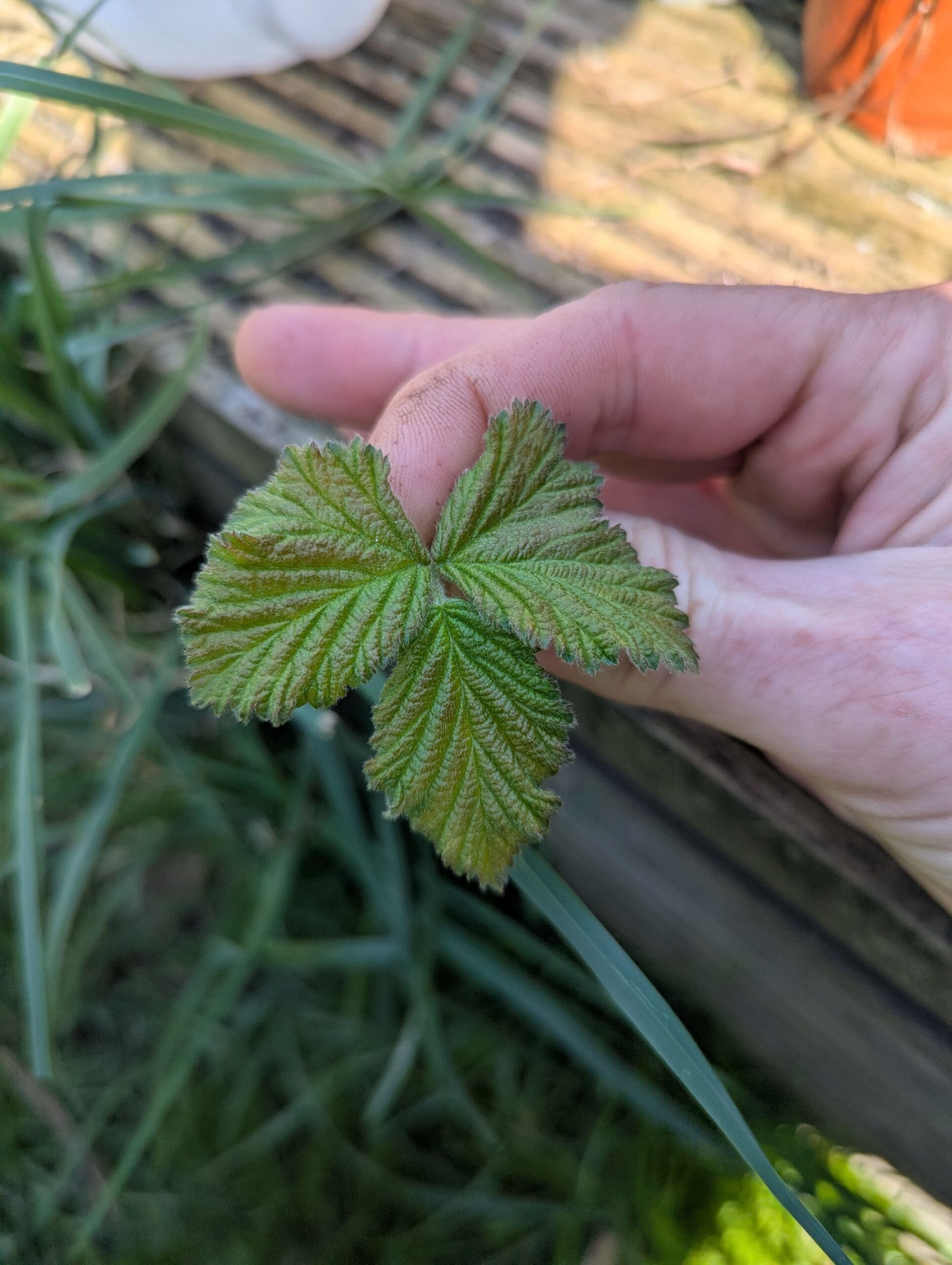 Blackberry (Rubus Fruticosus) Identification