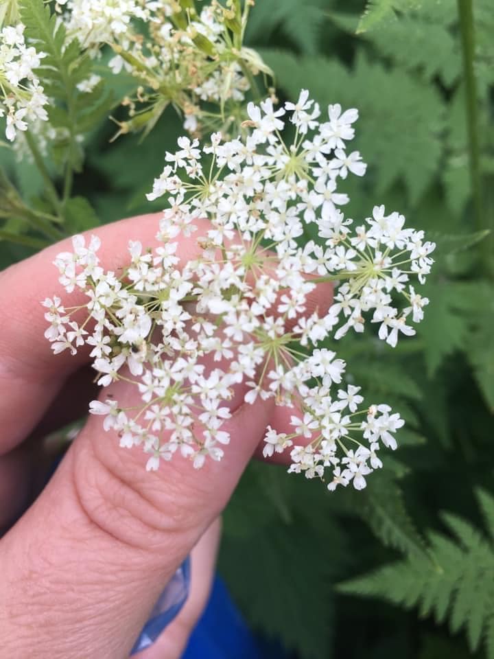 Sweet Cicely (Myrrhis Odorata) Identification