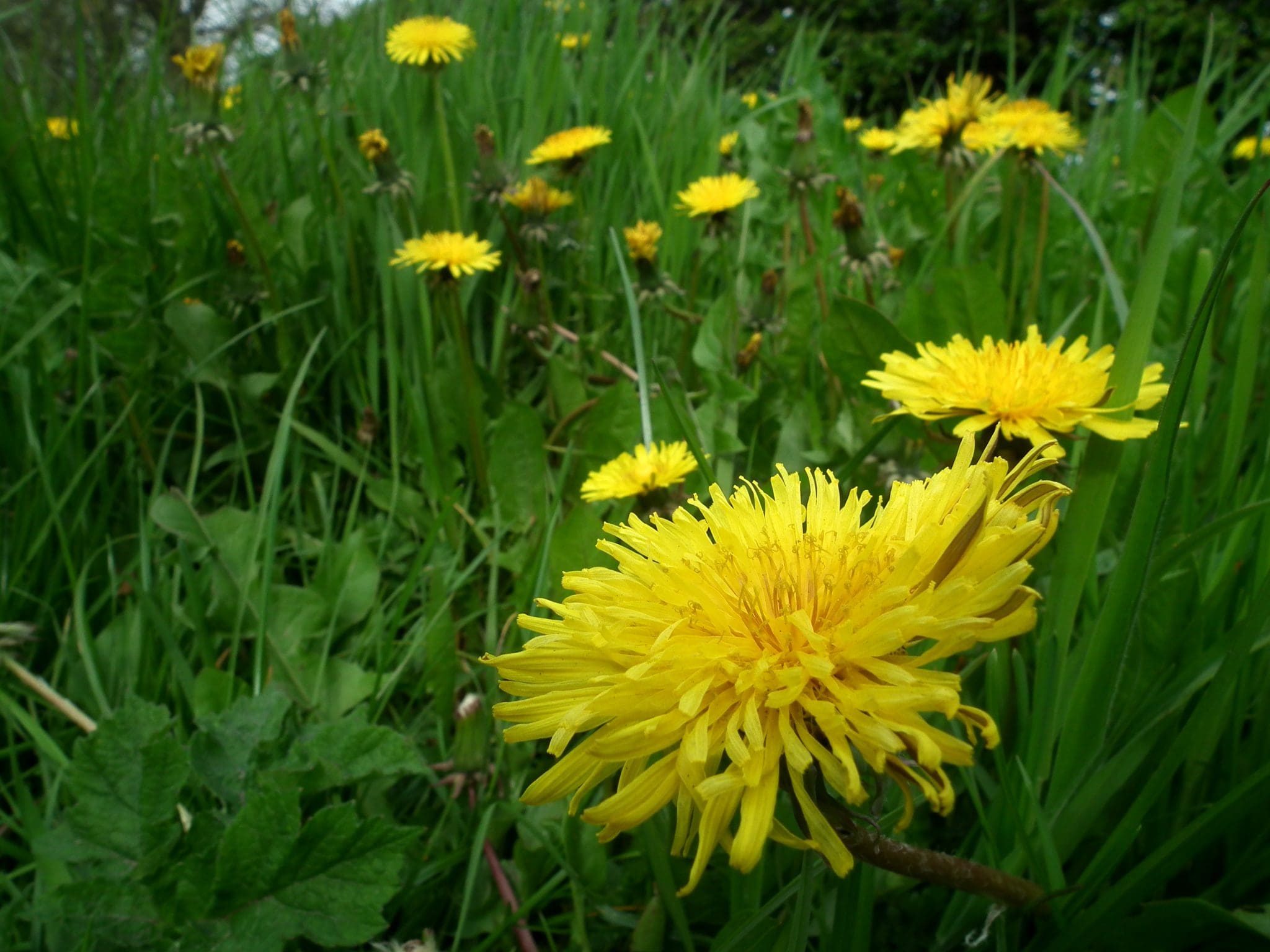 10 Things to Forage in your Garden