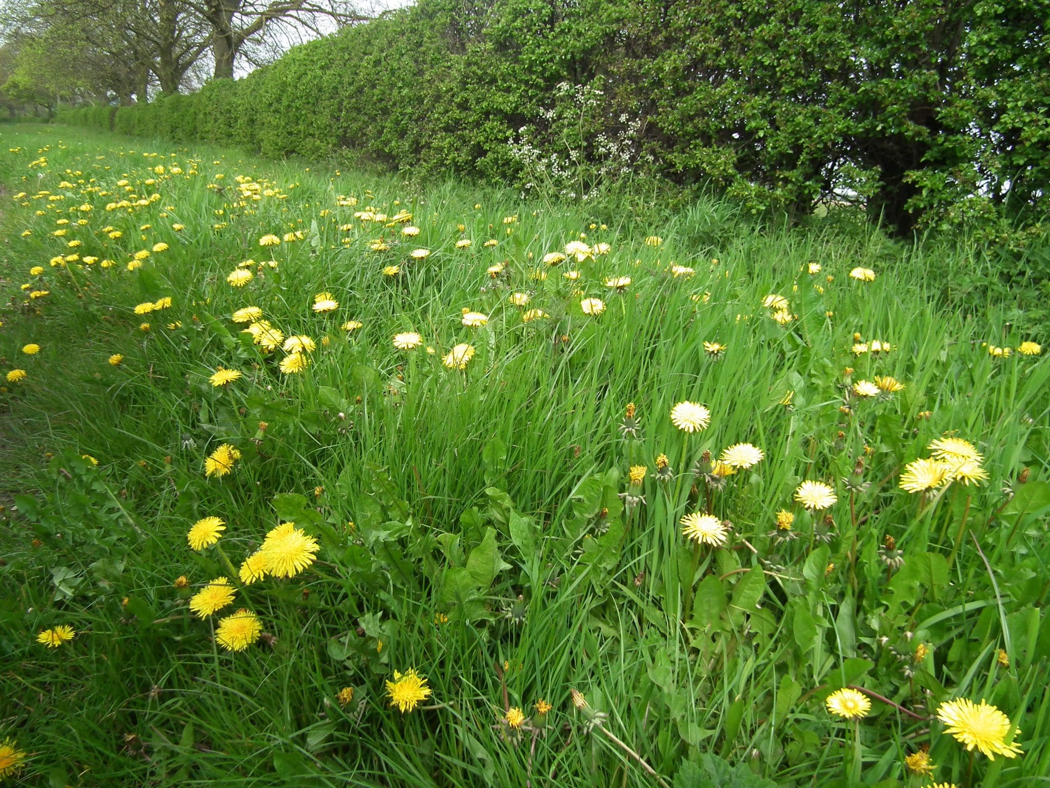 Dandelion (Taraxacum officinale) Identification