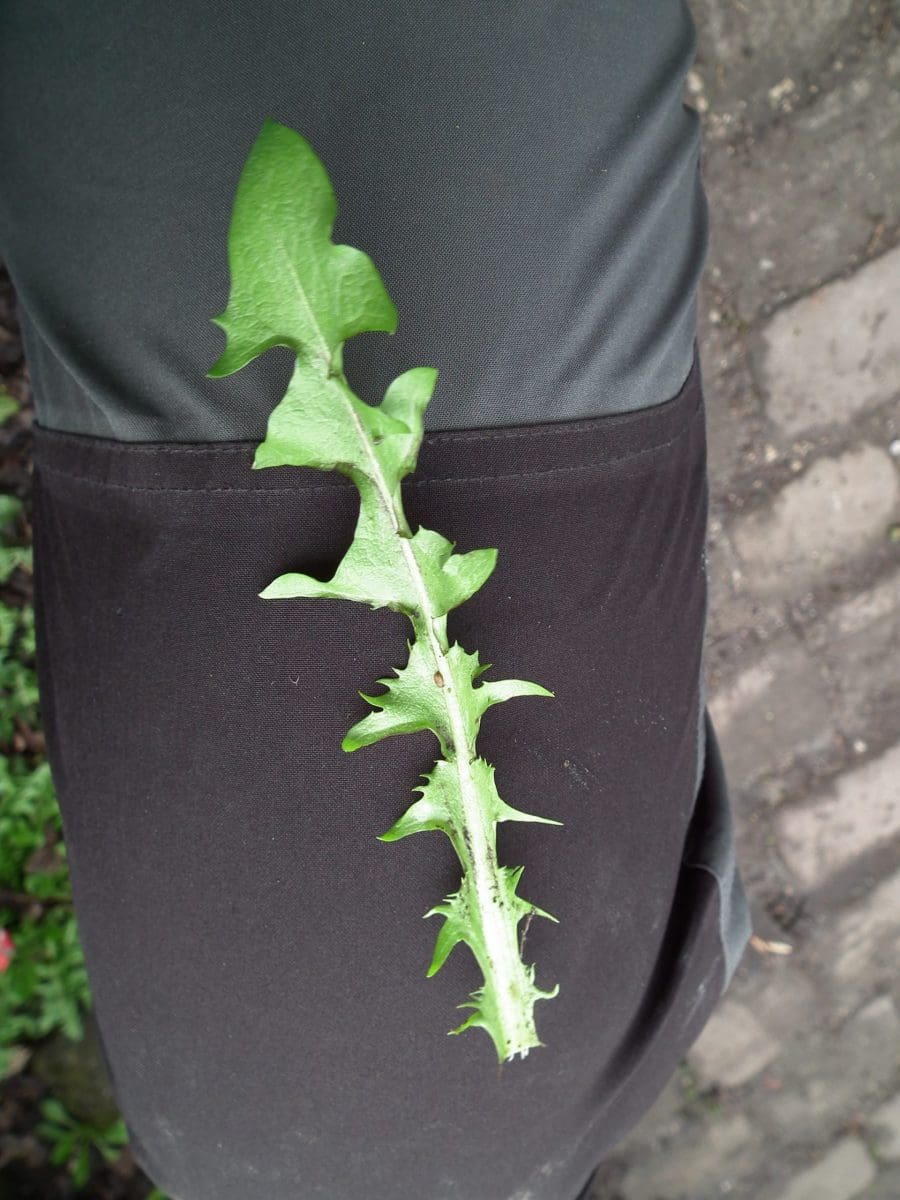 Dandelion (Taraxacum officinale) Identification
