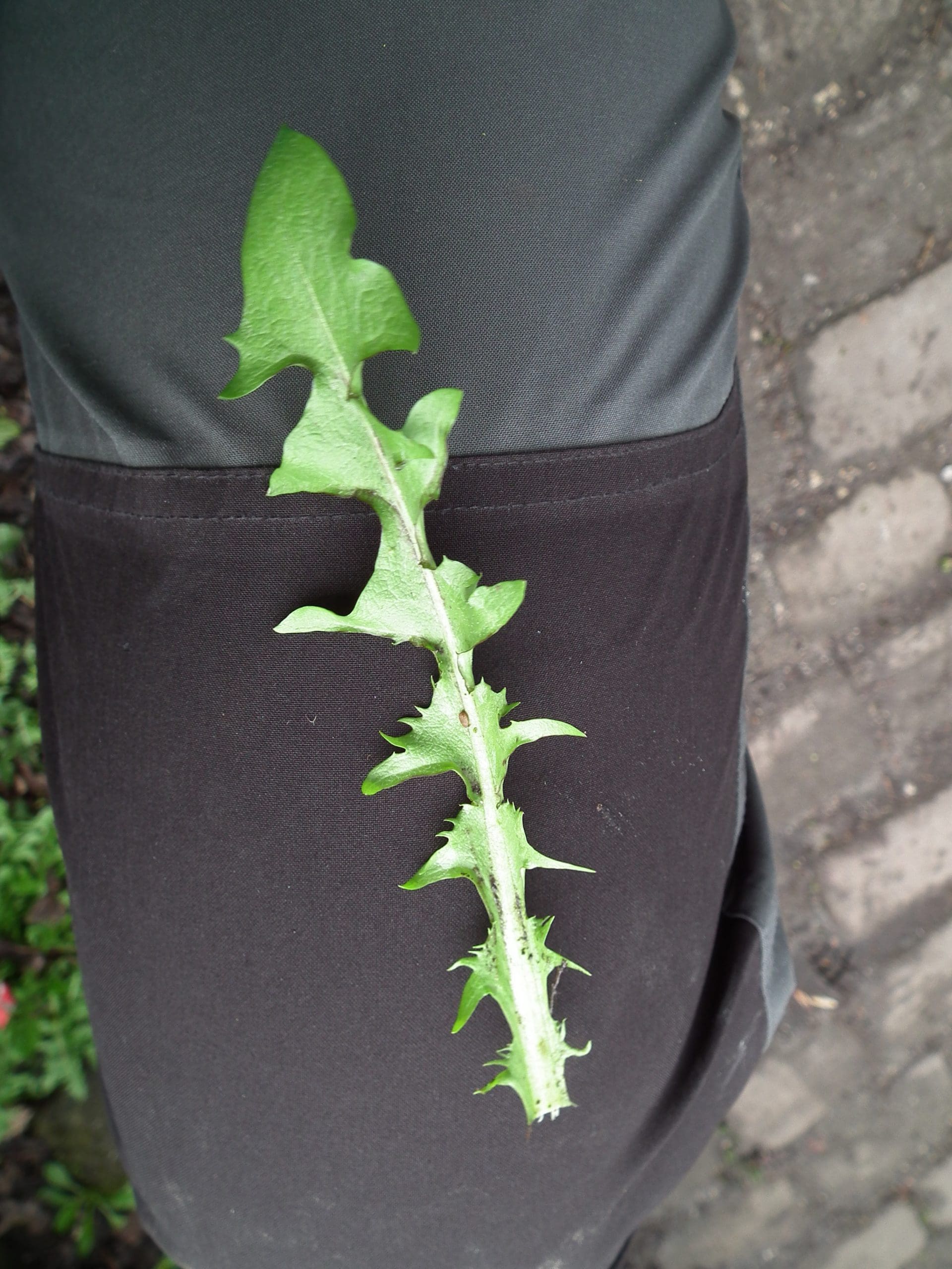 Dandelion (Taraxacum officinale) Identification