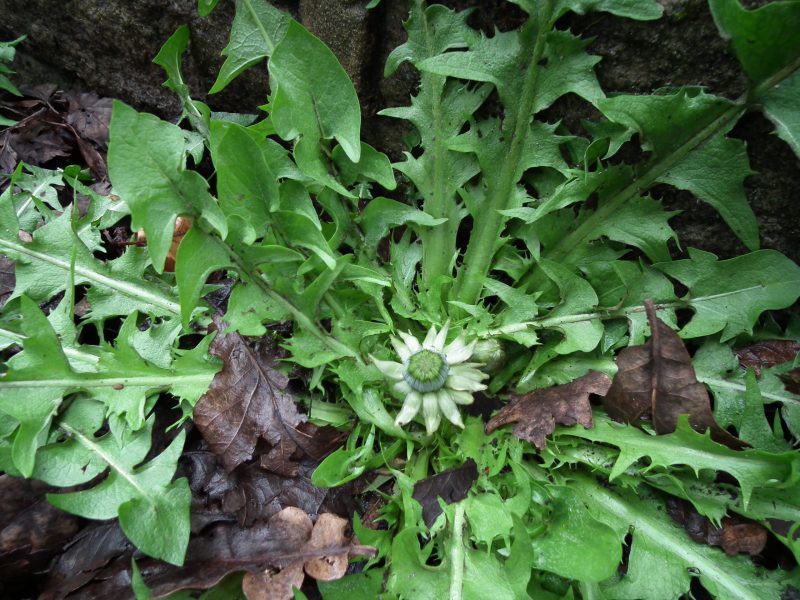 Dandelion (Taraxacum officinale) Identification