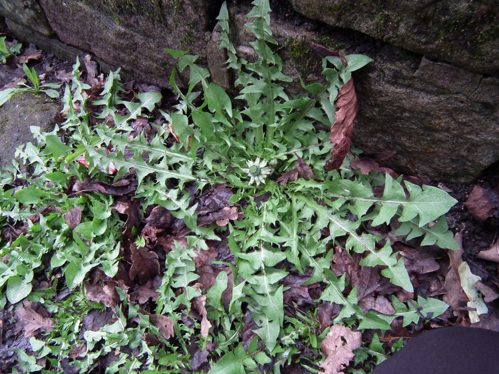 Dandelion (Taraxacum officinale) Identification
