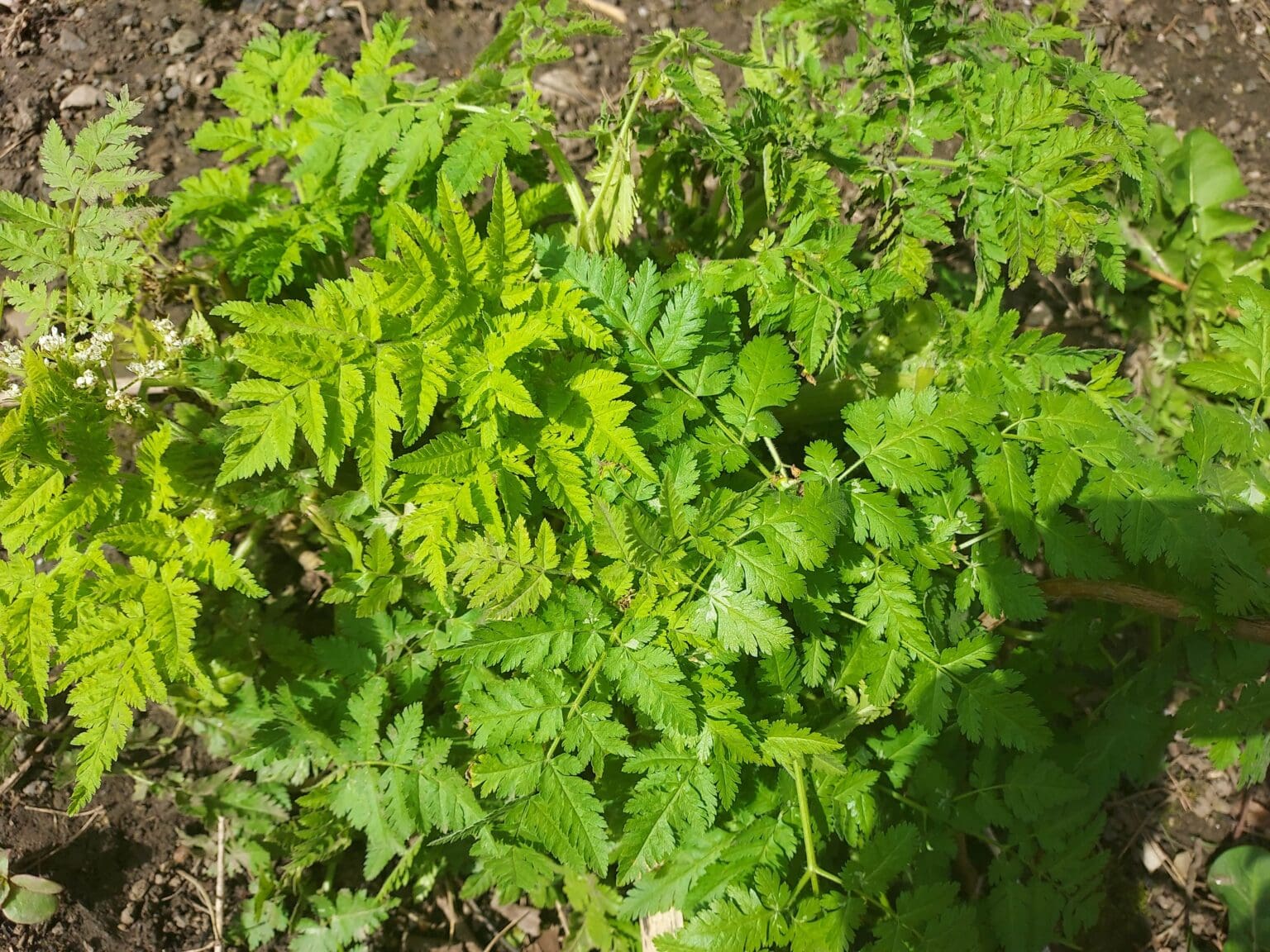Sweet Cicely (Myrrhis Odorata) Identification