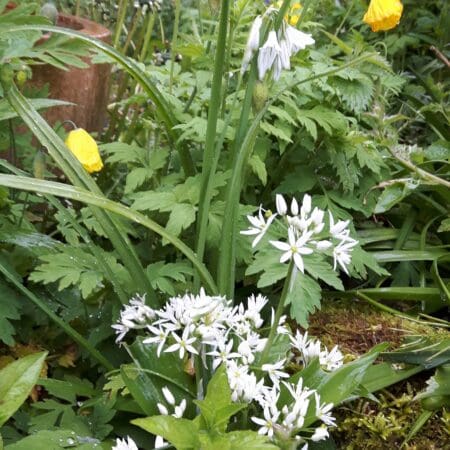 Wild Garlic (Allium Ursinum) Identification