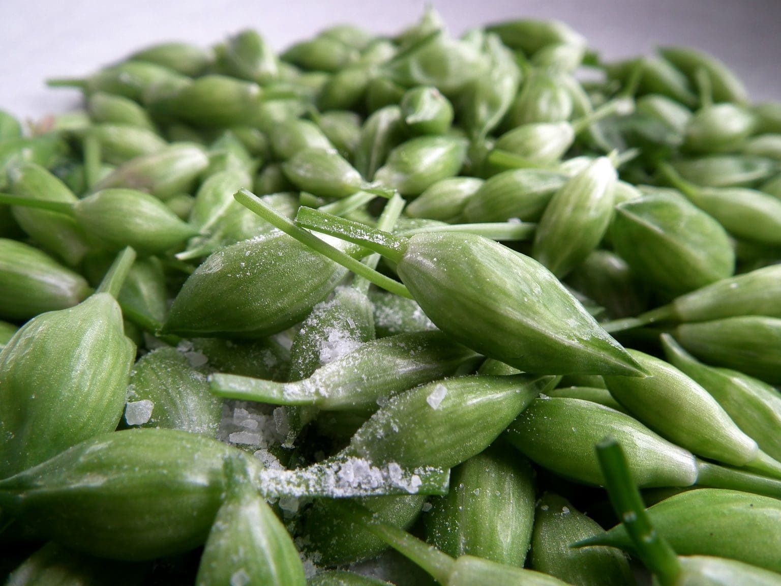 Wild Garlic (Allium Ursinum) Identification