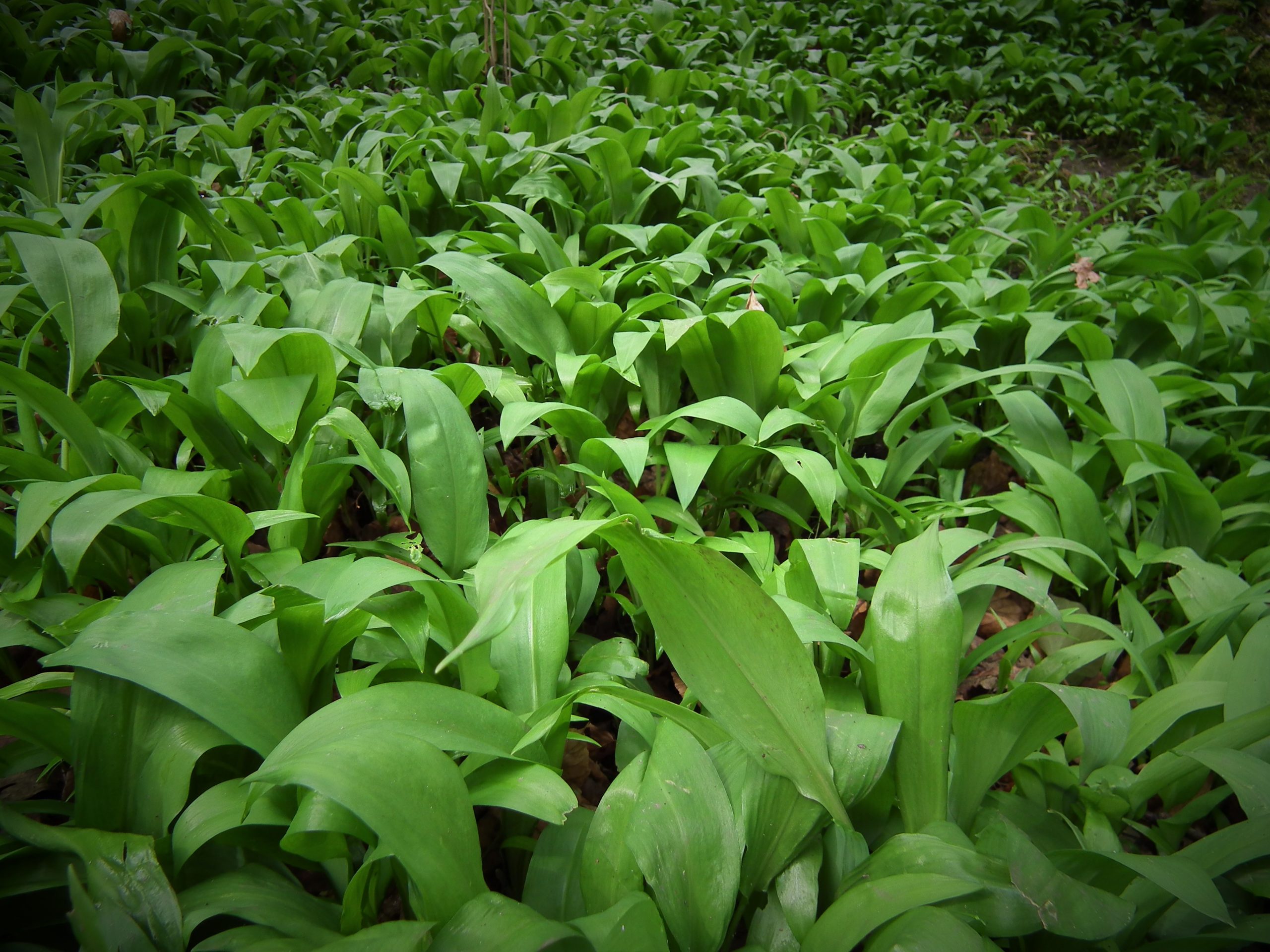 Foraging Plants Guide - Totally Wild UK