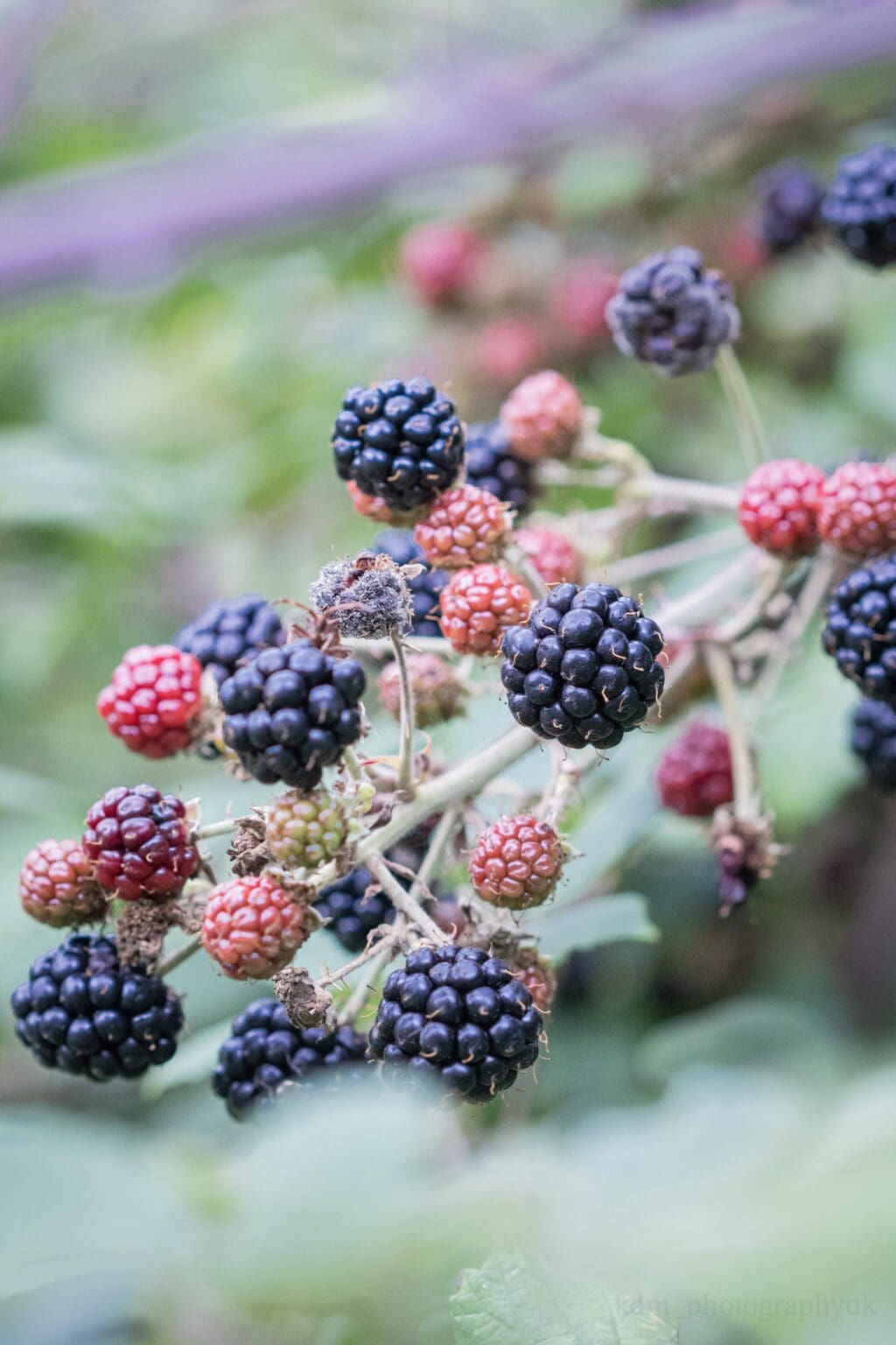 Blackberry (Rubus Fruticosus) Identification