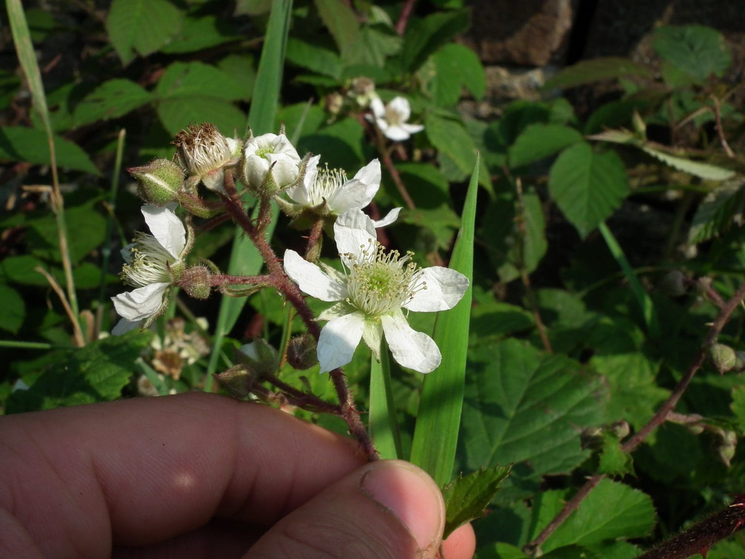 Blackberry (Rubus Fruticosus) Identification