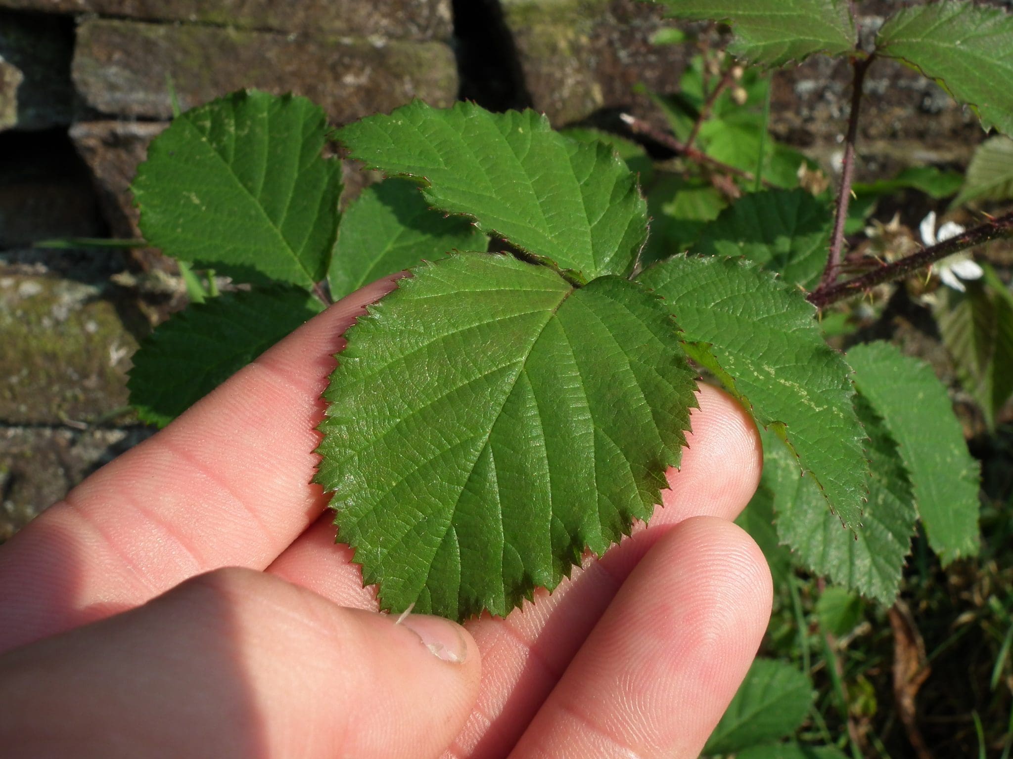 Blackberry (Rubus Fruticosus) Identification