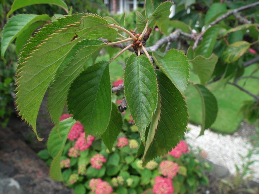 Wild Cherry (Prunus Cerasus) Identification Guide