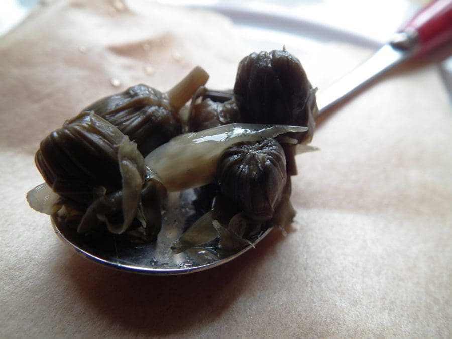 Ragwort (Senecio jacobaea) Identification Guide