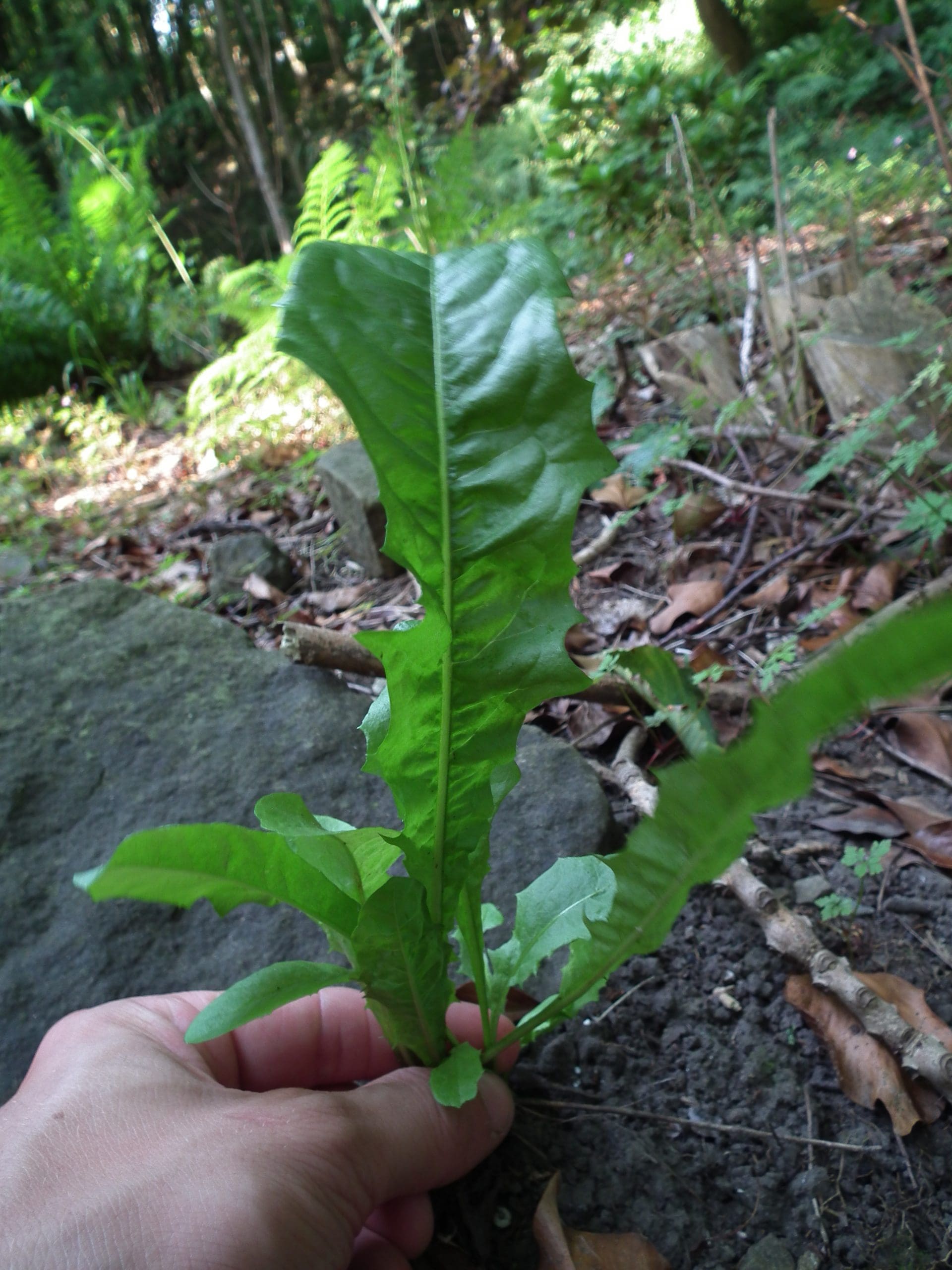 Dandelion (Taraxacum officinale) Identification