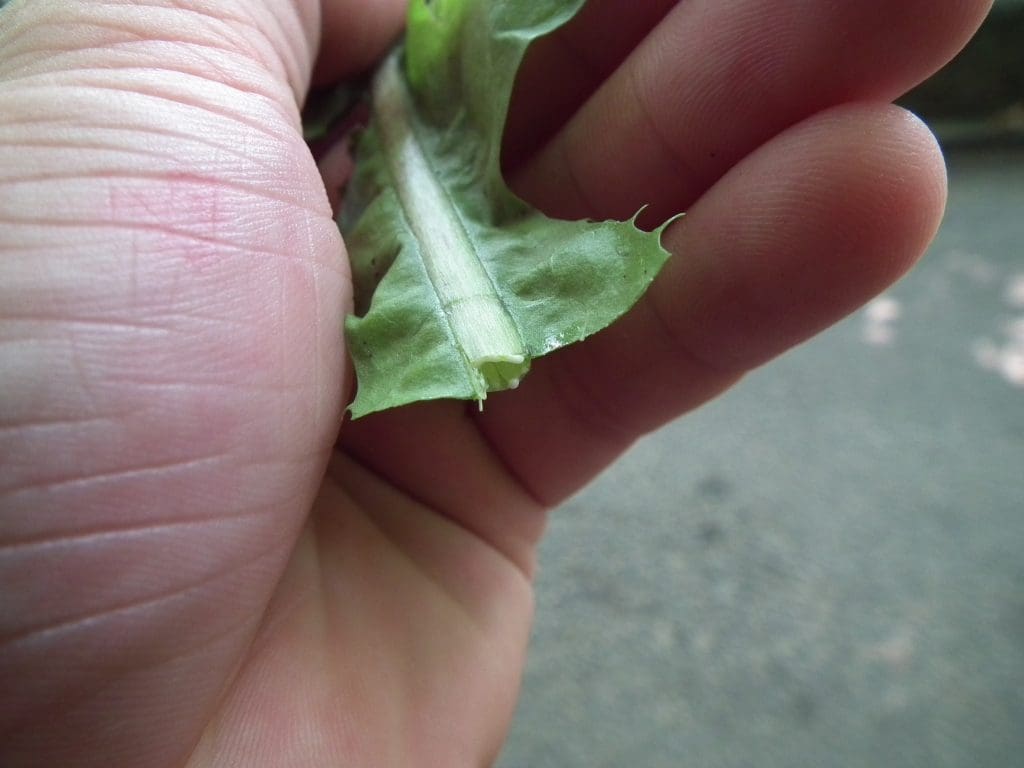 Dandelion (Taraxacum officinale) Identification