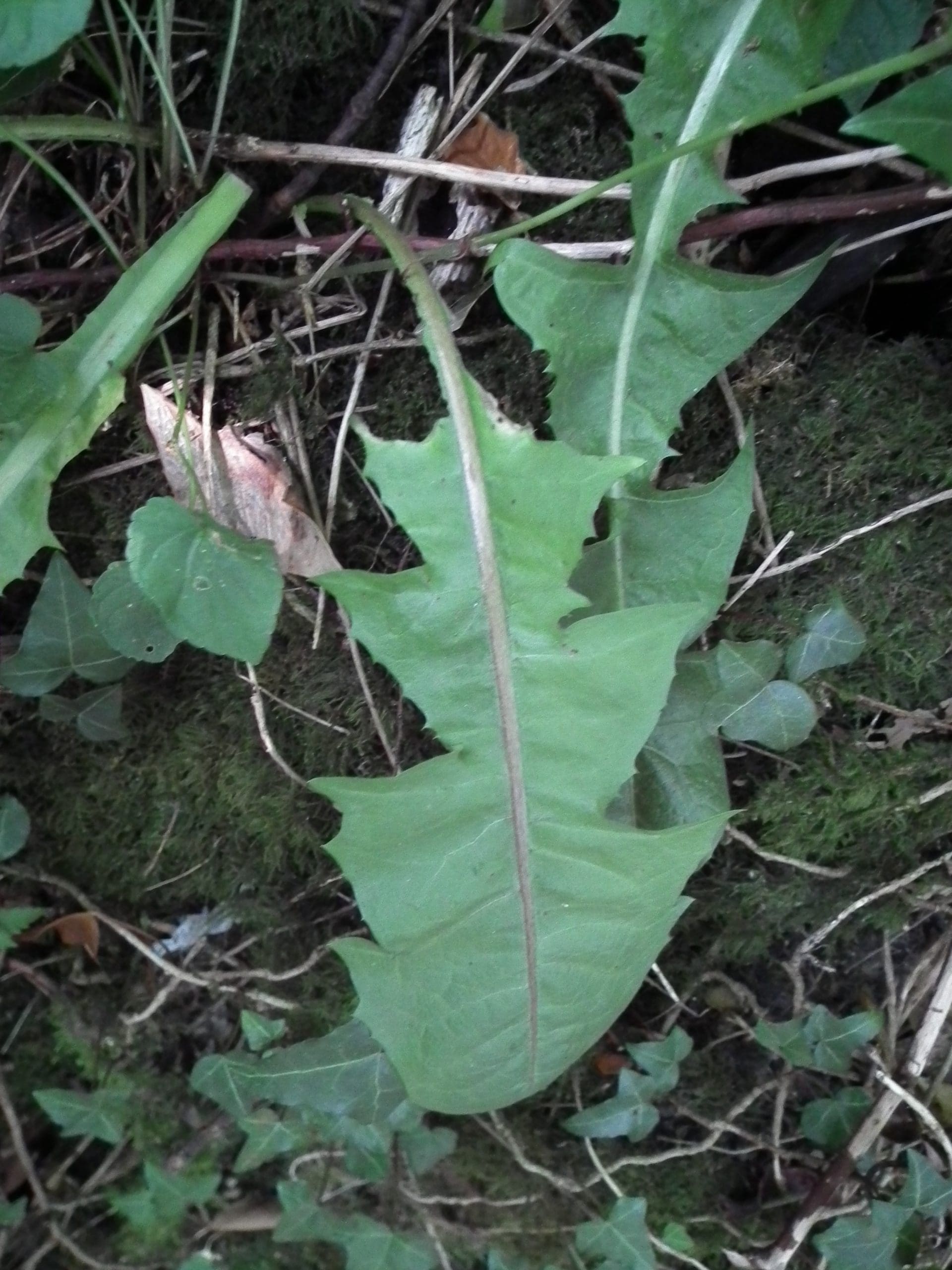 Dandelion (Taraxacum officinale) Identification