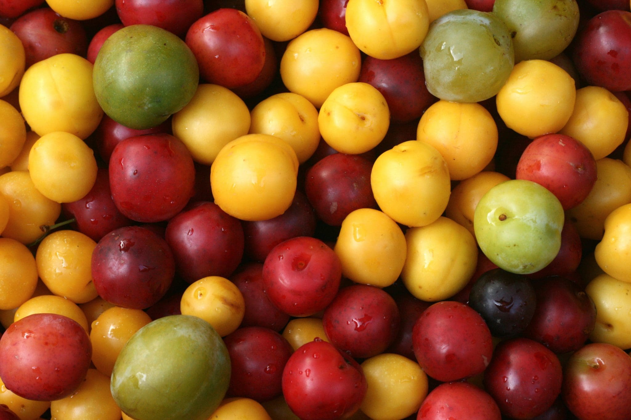 Wild Cherry (Prunus Cerasus) Identification Guide