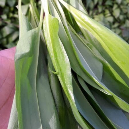Wild Garlic (Allium Ursinum) Identification