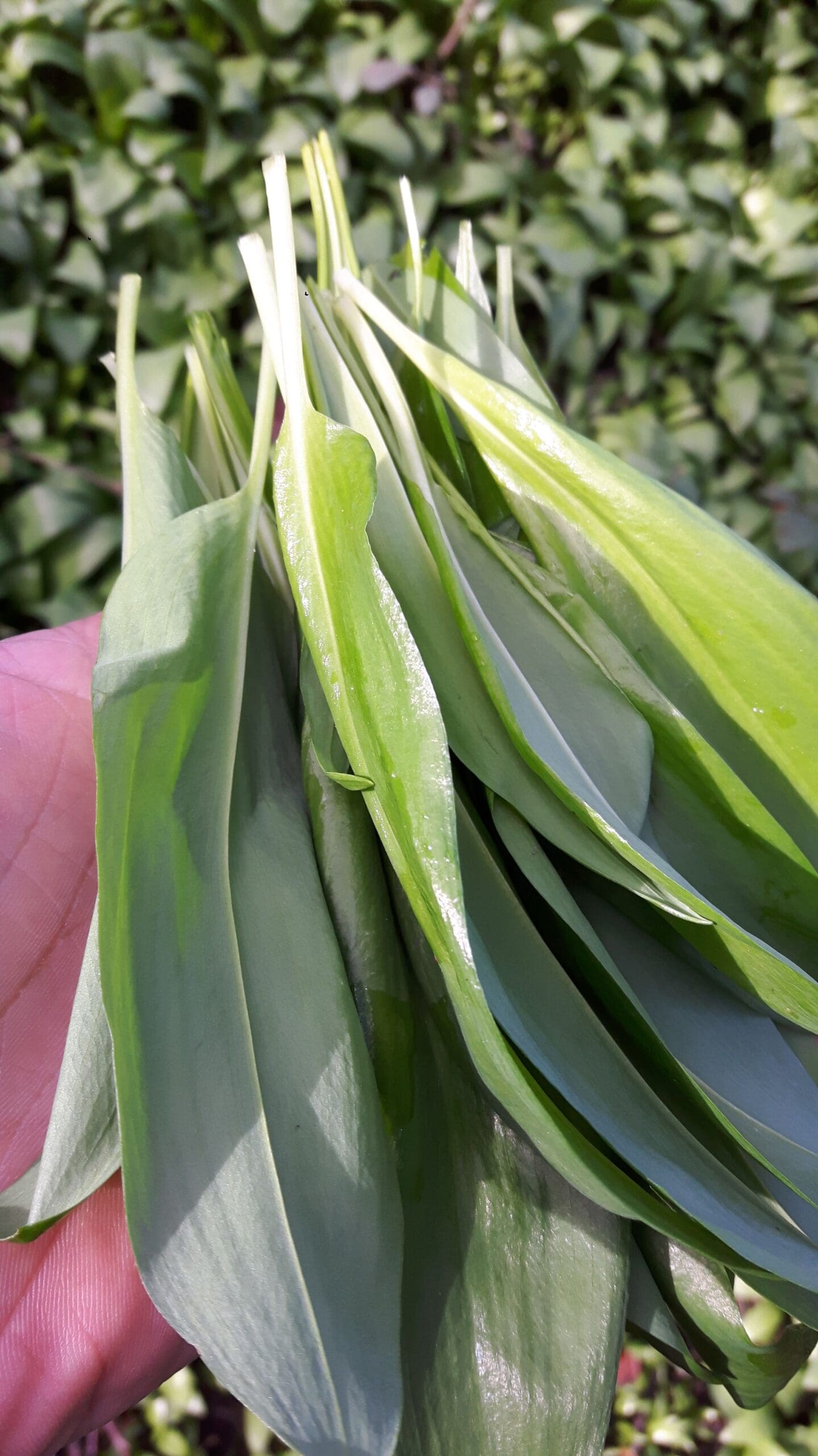 Nature’s Calendar: What to Forage Each Month