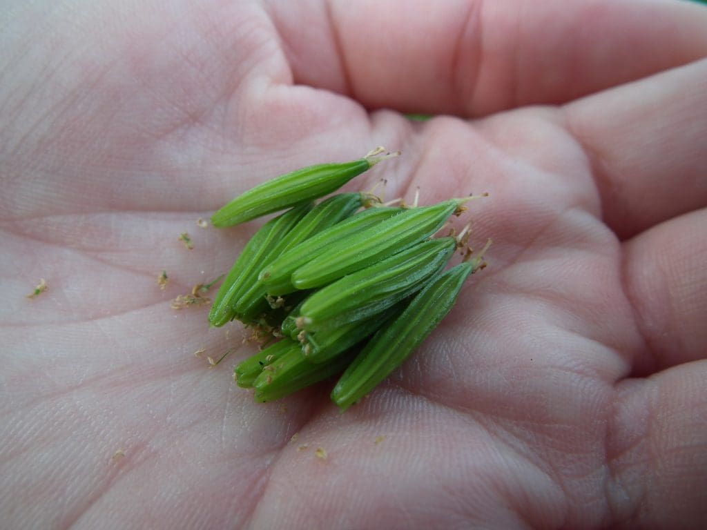 Sweet Cicely (Myrrhis Odorata) Identification