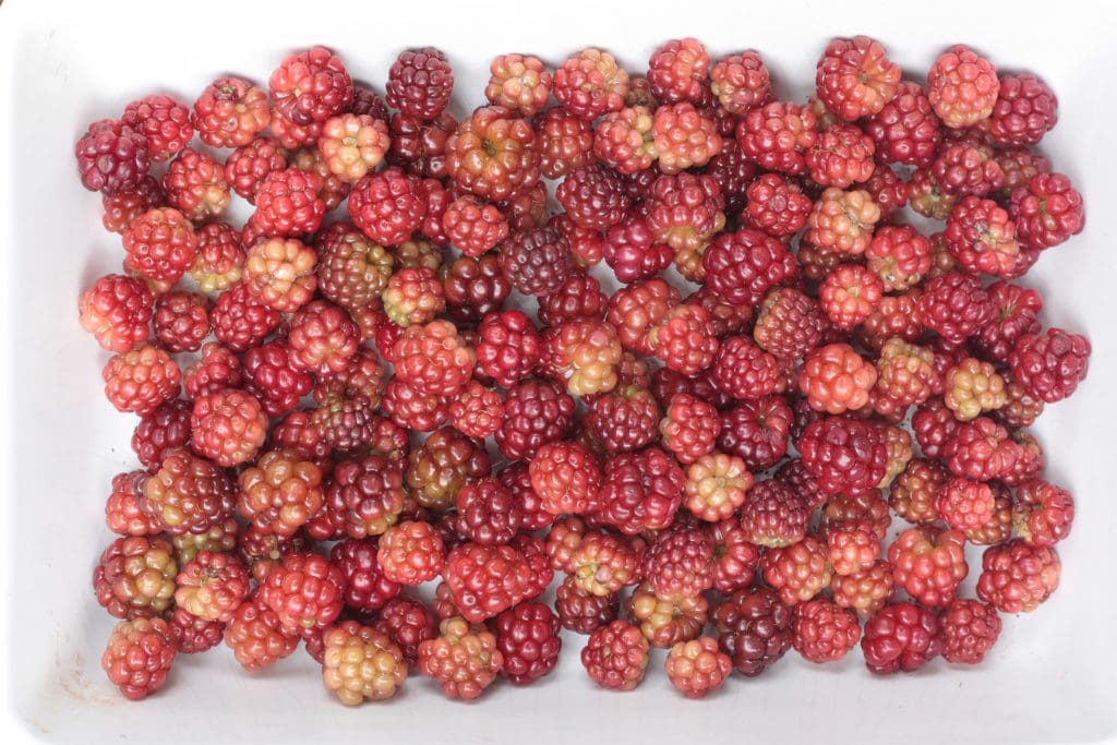 Blackberry (Rubus Fruticosus) Identification