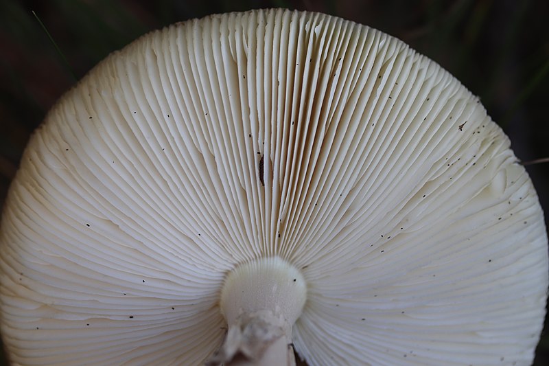 Death Cap (Amanita phalloides) Identification