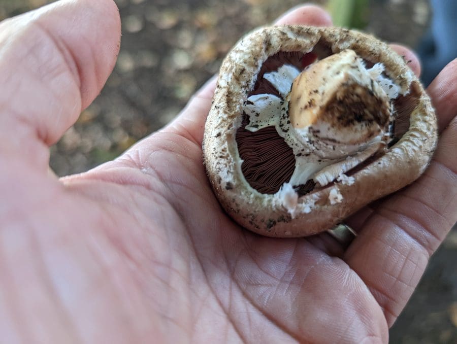 The Prince Mushroom (Agaricus Augustus)