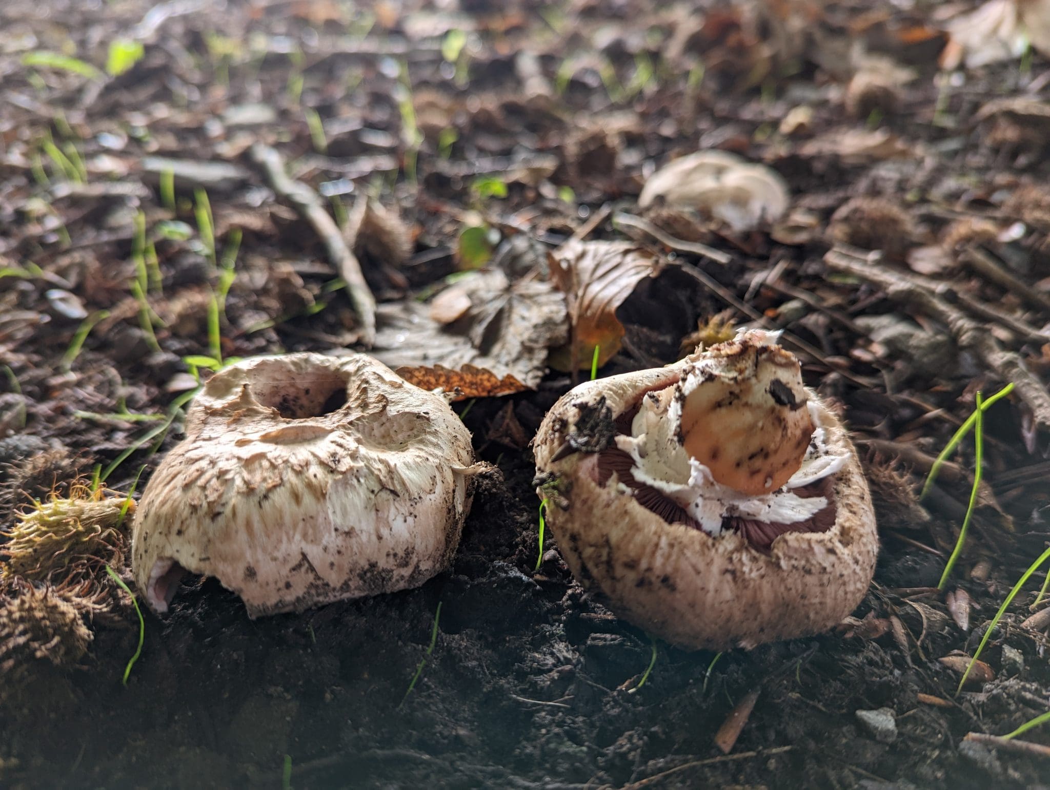 Agaricus Mushrooms: Top Introduction to the Agaric Family