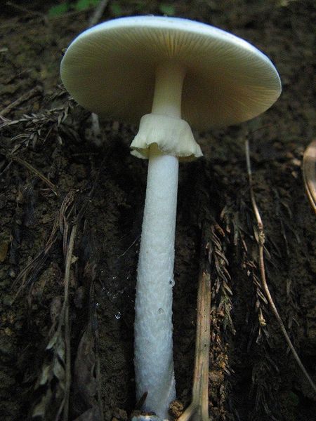 Destroying Angel (Amanita virosa) Identification