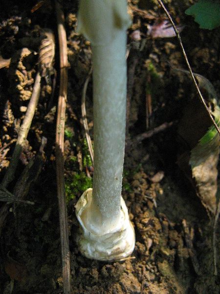Destroying Angel (Amanita virosa) Identification