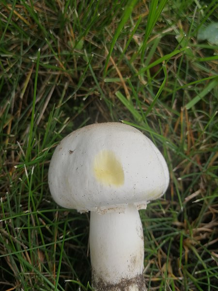 Yellow Stainer Mushroom (Agaricus Xanthoderma) Identification