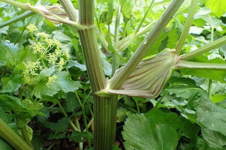 Alexanders (Smyrnium Olusatrum) Identification