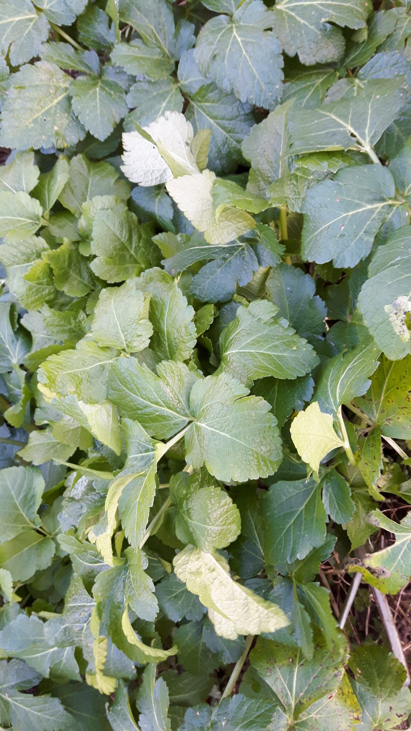 Alexanders (Smyrnium Olusatrum) Identification