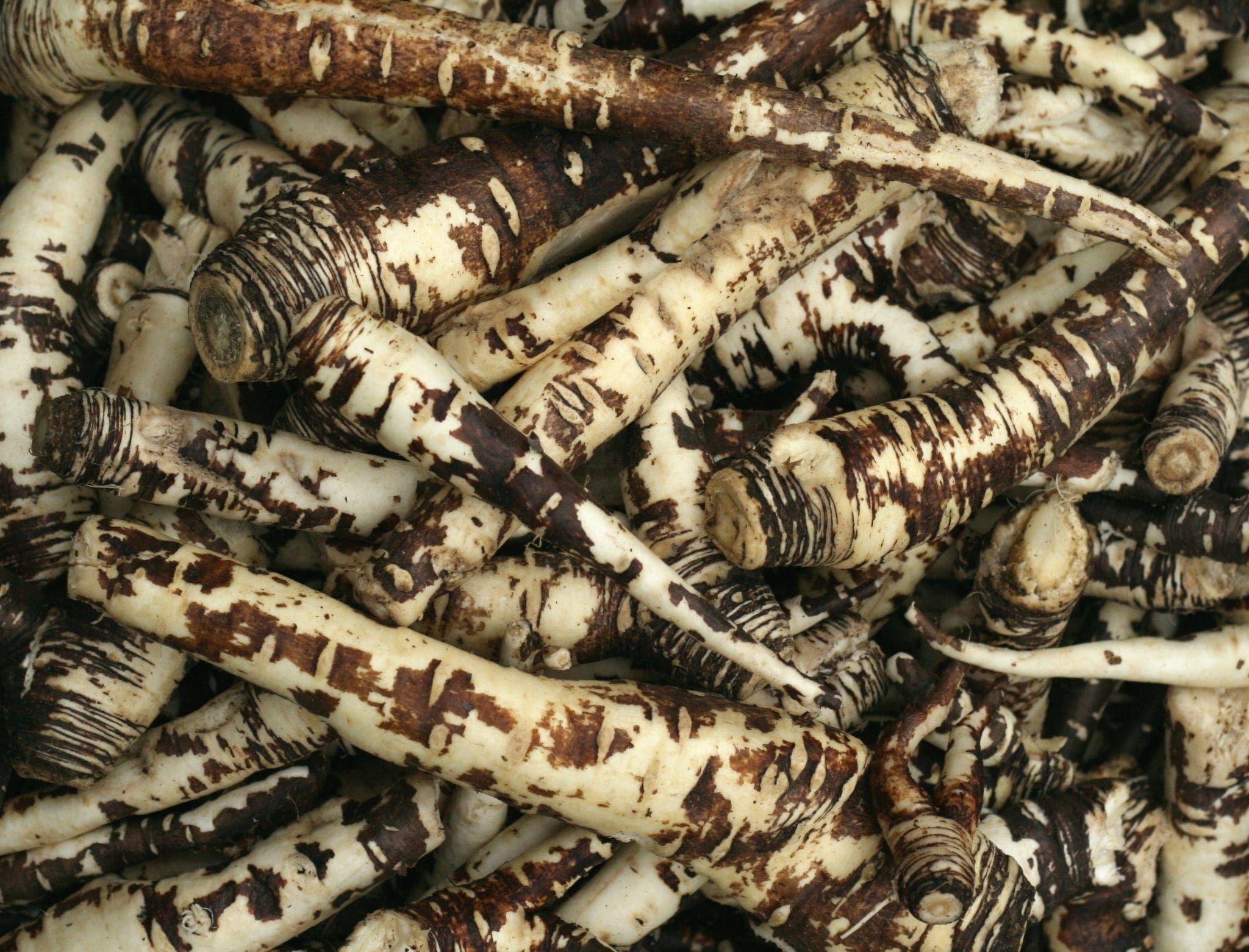 Alexanders (Smyrnium Olusatrum) Identification
