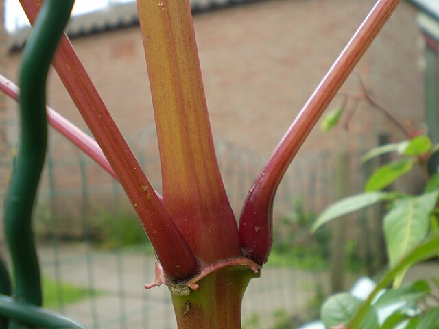 Himalayan Balsam (Impatiens glandulifera) Identification
