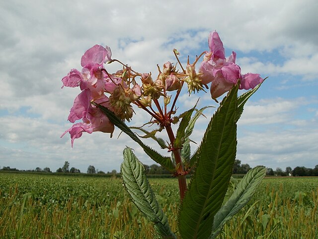 Himalayan Balsam (Impatiens glandulifera) Identification