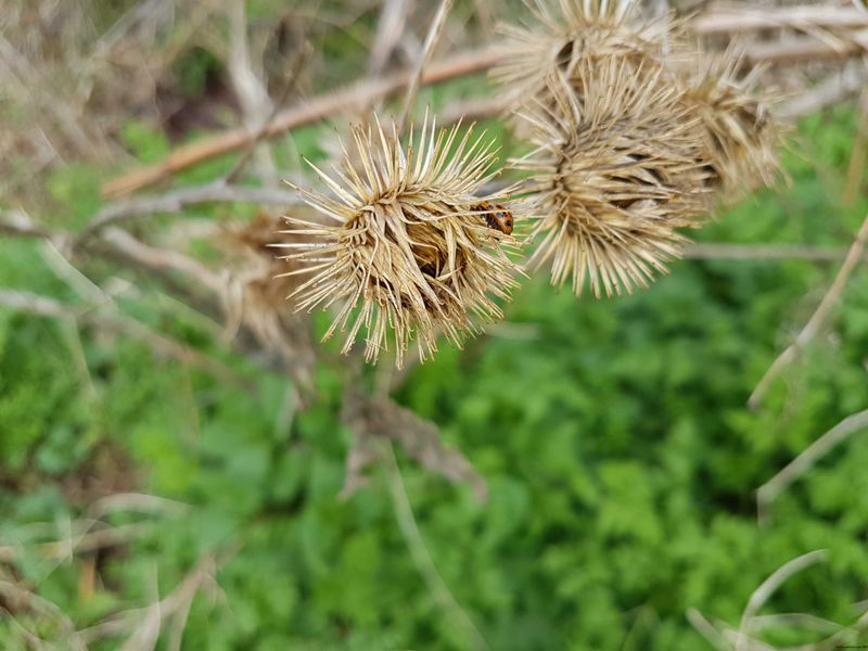 Burdock (Arctium lappa) Identification