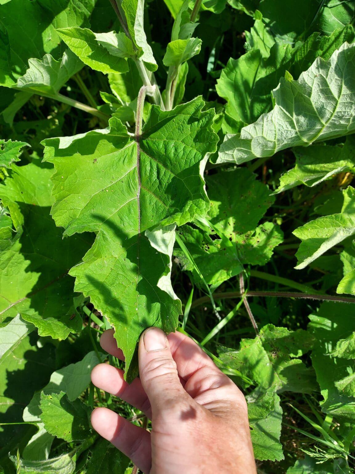 Burdock (Arctium lappa) Identification