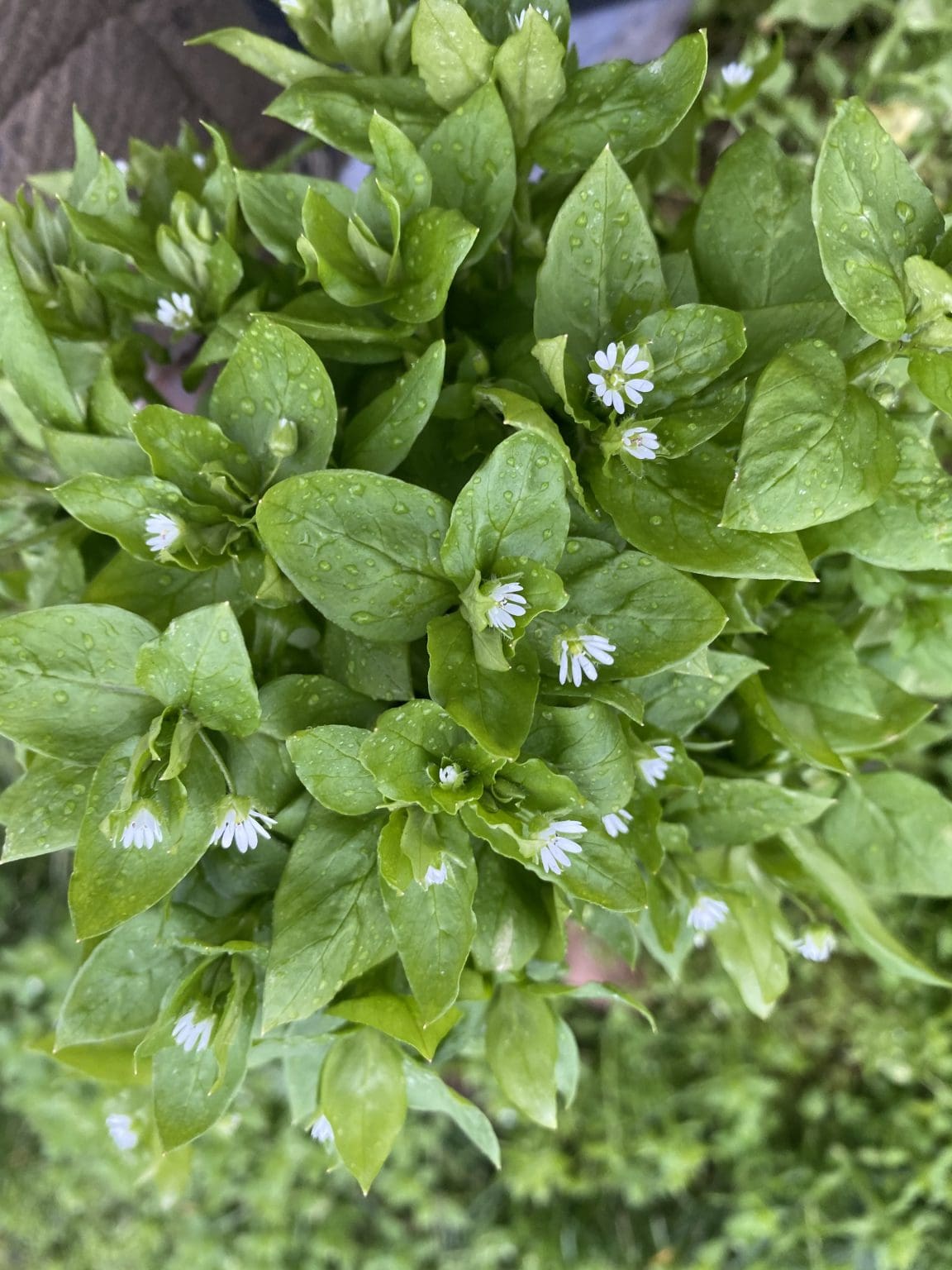 Chickweed (Stellaria media) Identification