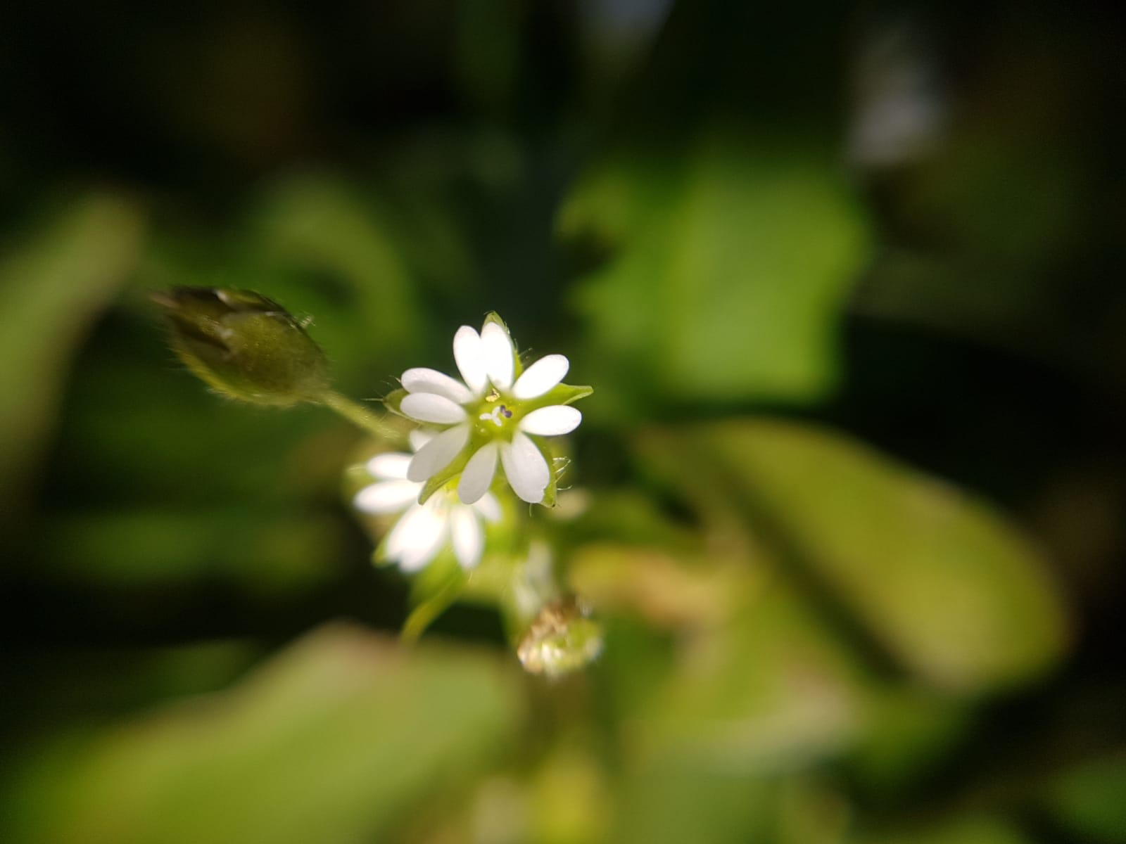 Chickweed (Stellaria media) Identification