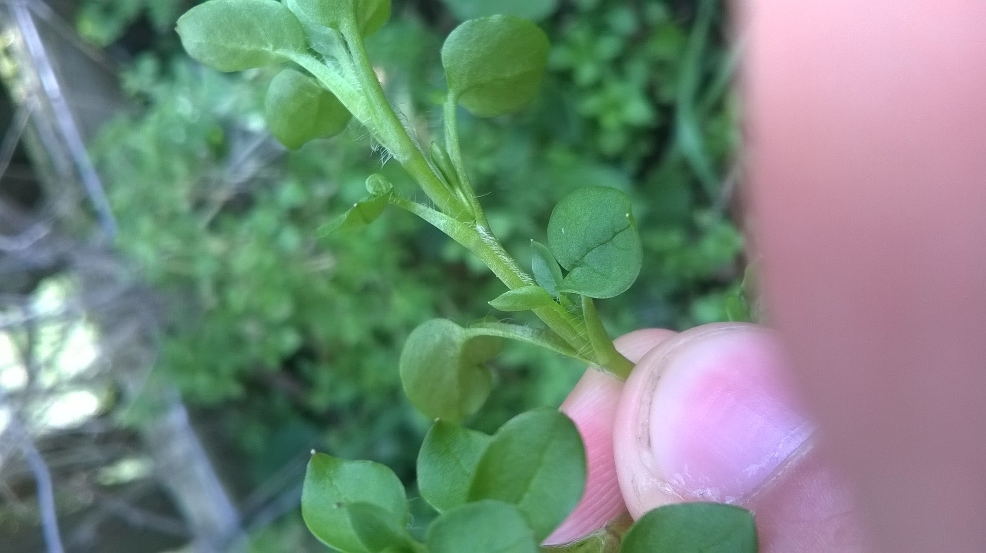 Chickweed (Stellaria media) Identification