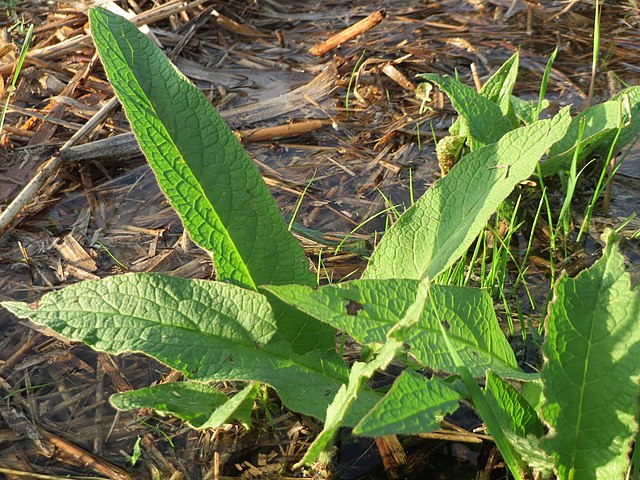 Comfrey (Symphytum officinale) Identification