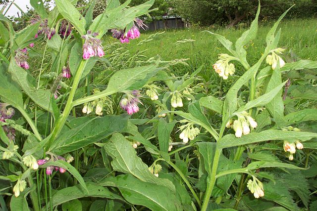 Comfrey (Symphytum officinale) Identification