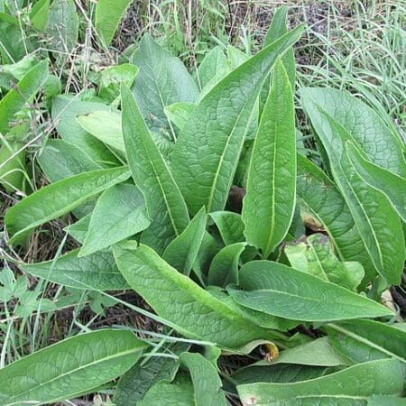 Comfrey (Symphytum officinale) Identification