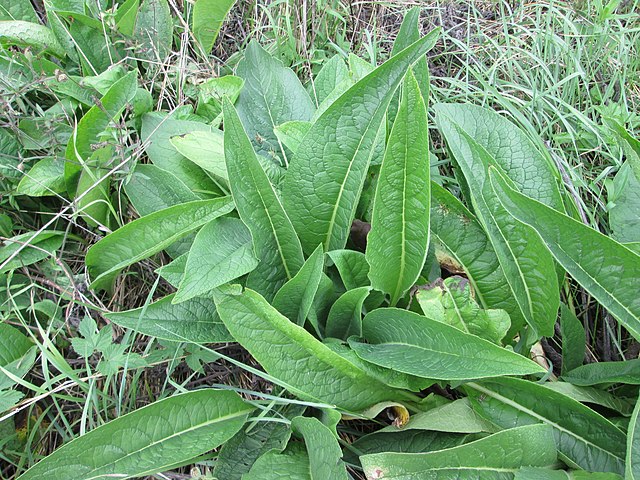 Comfrey (Symphytum officinale) Identification