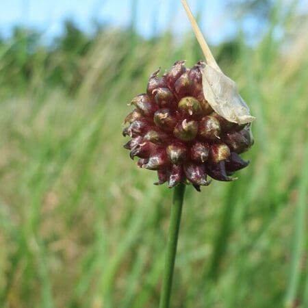 Crows Garlic (Allium vineale) Identification